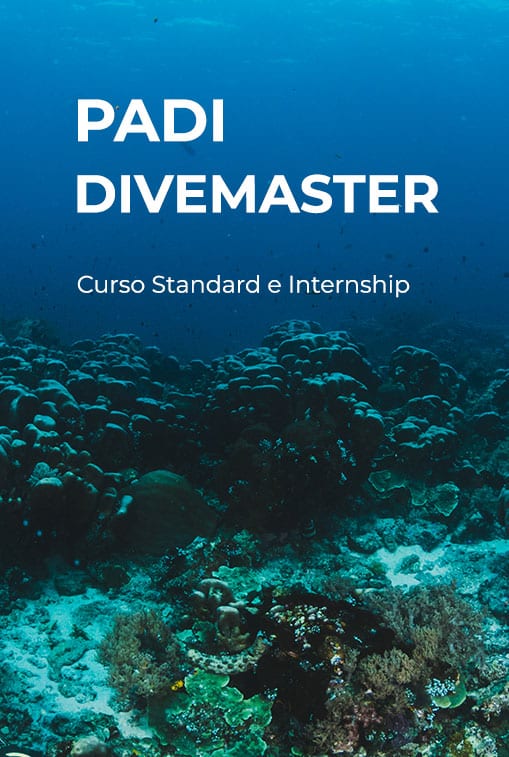 Curso Divemaster Lanzarote al mejor precio 【 Mojo Dive